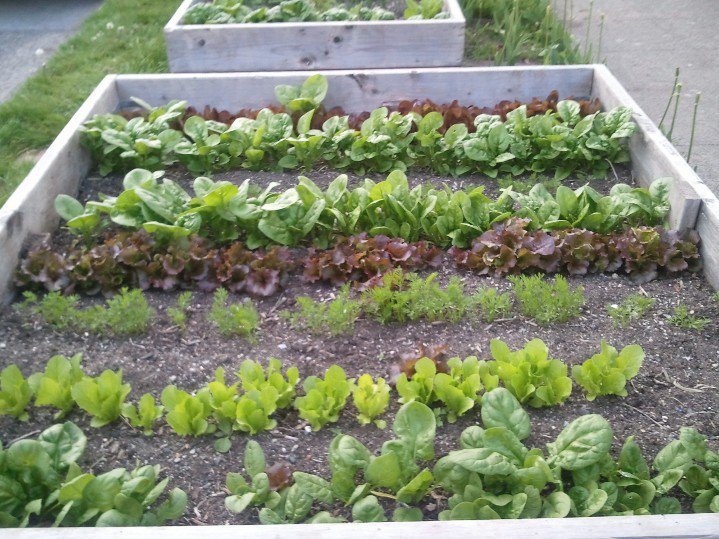 box rows | Roots and Spokes